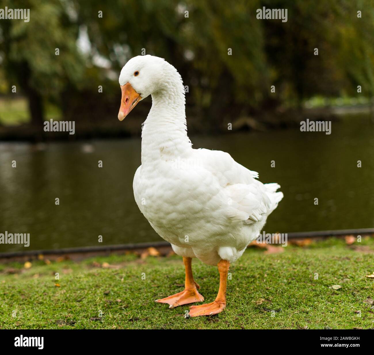 White duck hi-res stock photography and images - Alamy