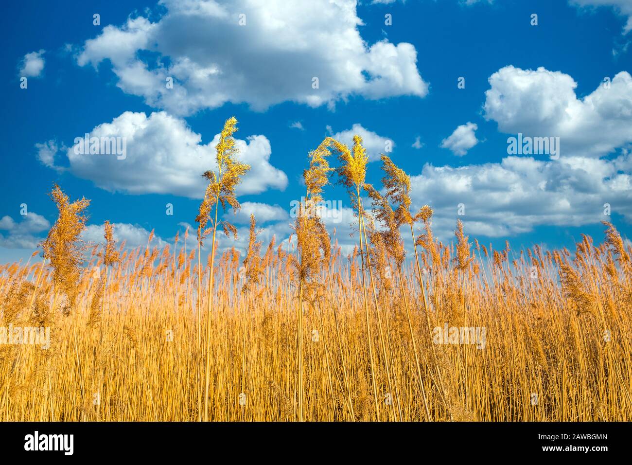 Beautiful wheat field and blue sky Stock Photo - Alamy