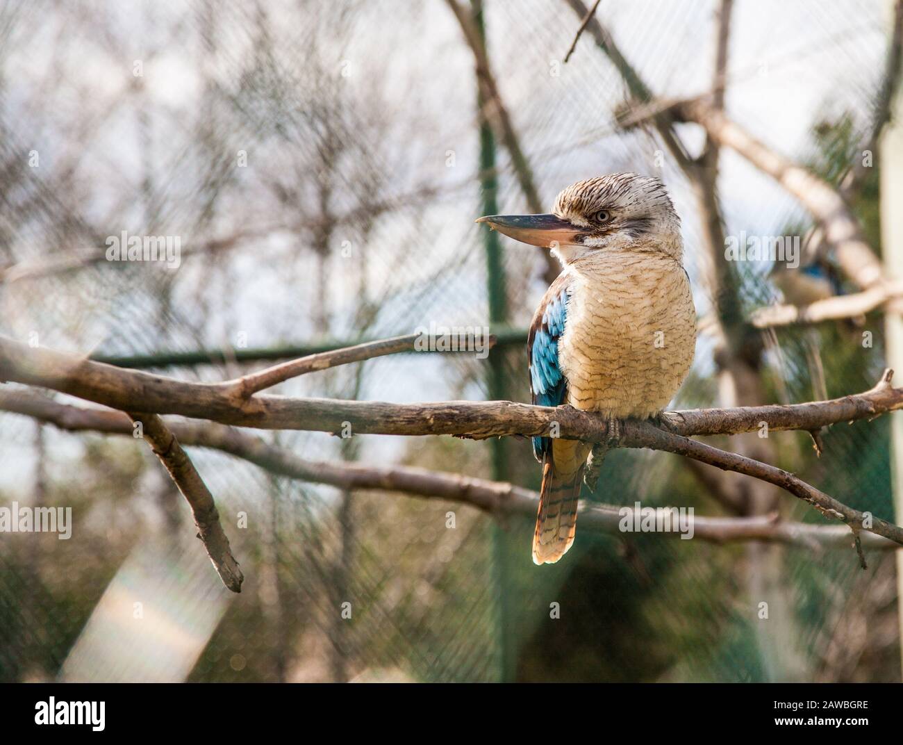 Wing blue bird close up hi-res stock photography and images - Alamy