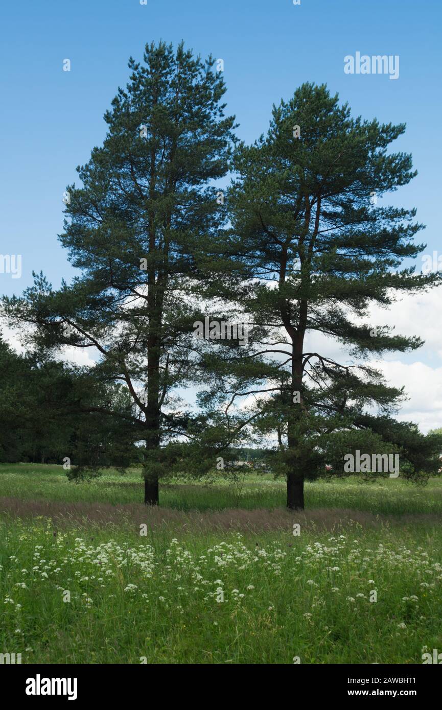 Two trees in the meadow with forest nature background Stock Photo - Alamy