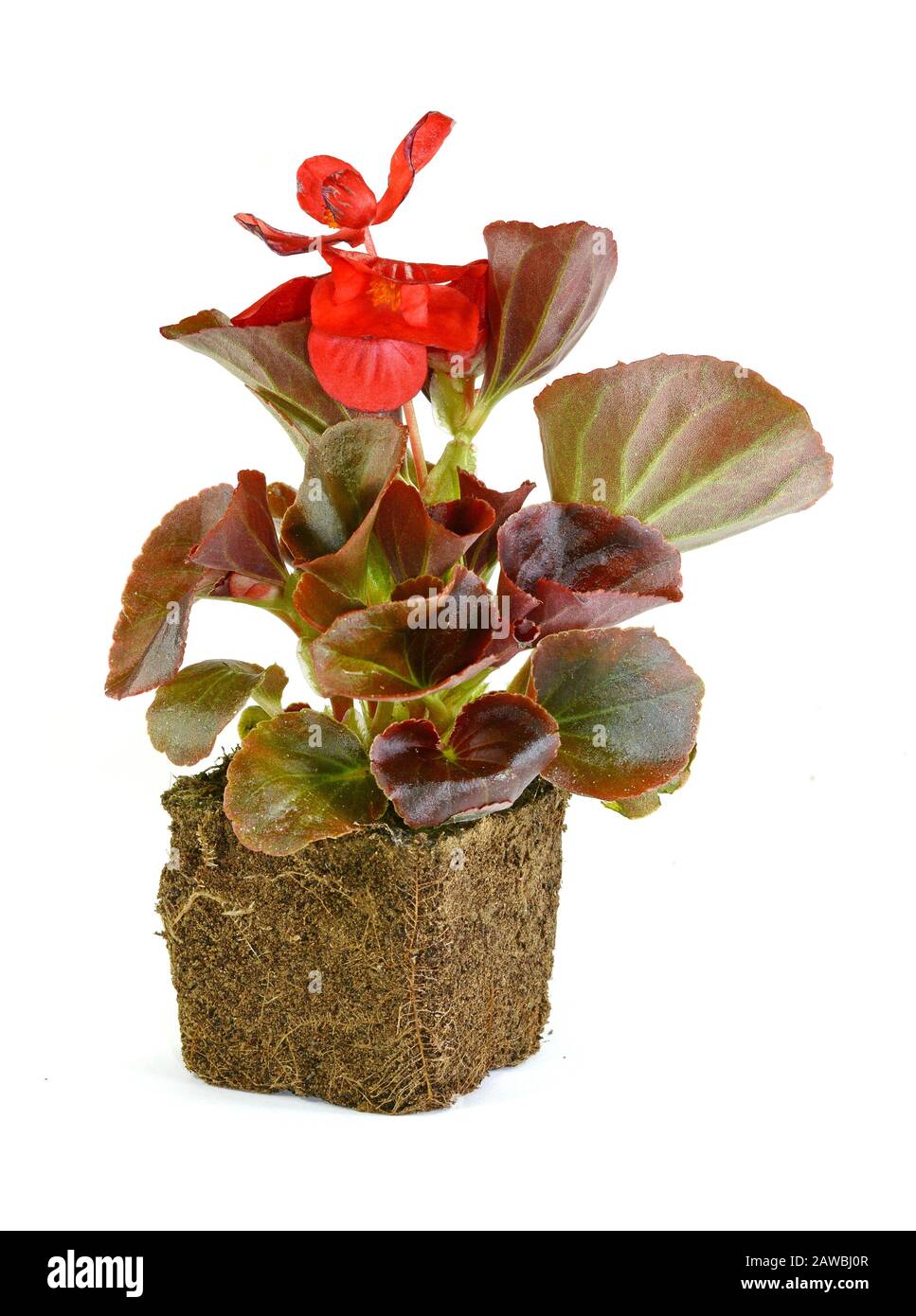 Begonia flower isolated on white background Stock Photo - Alamy