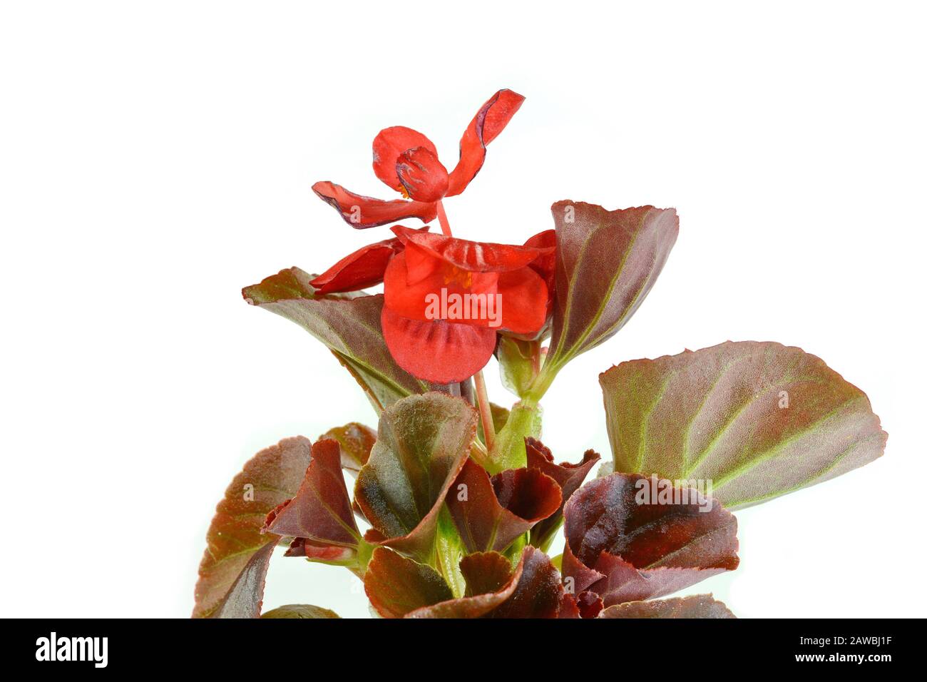 Begonia flower isolated on white background Stock Photo - Alamy