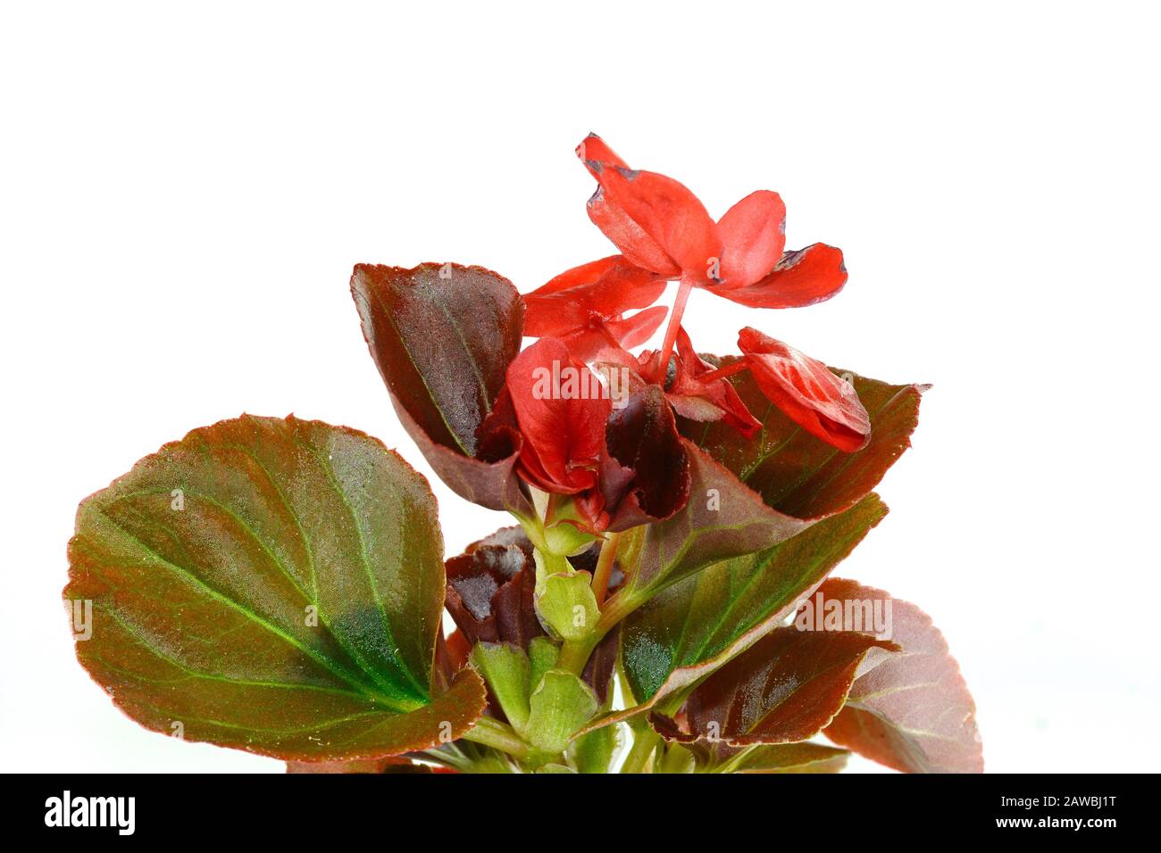 Begonia flower isolated on white background Stock Photo - Alamy