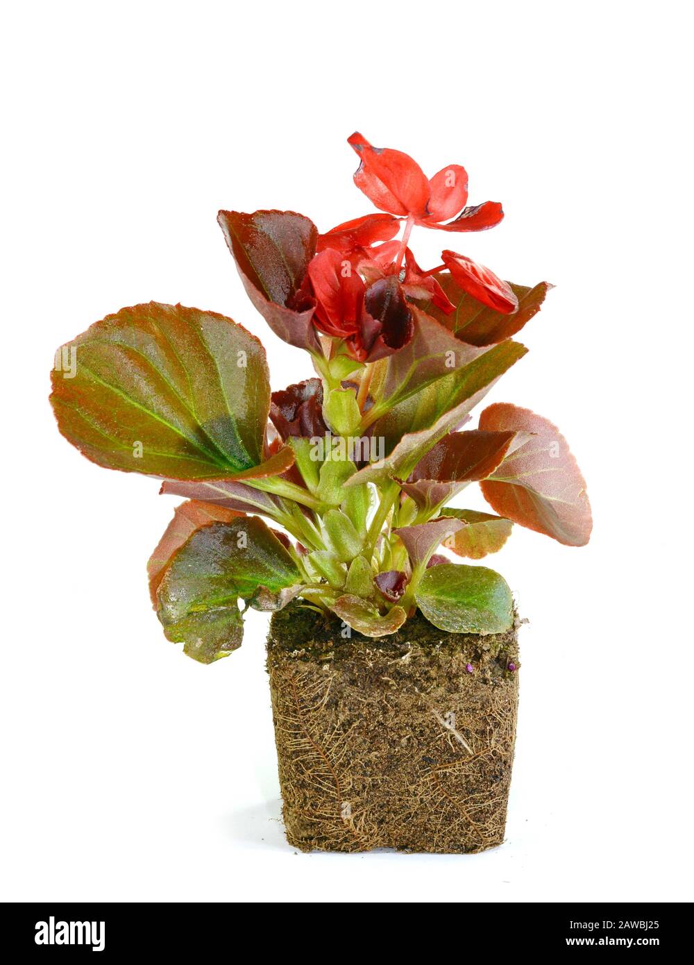 Begonia flower isolated on white background Stock Photo - Alamy