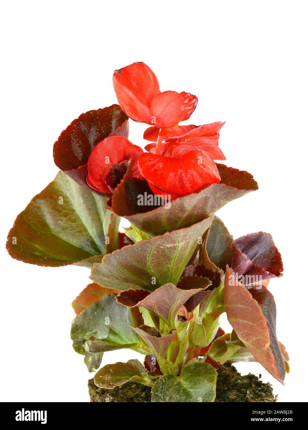Begonia flower isolated on white background Stock Photo - Alamy