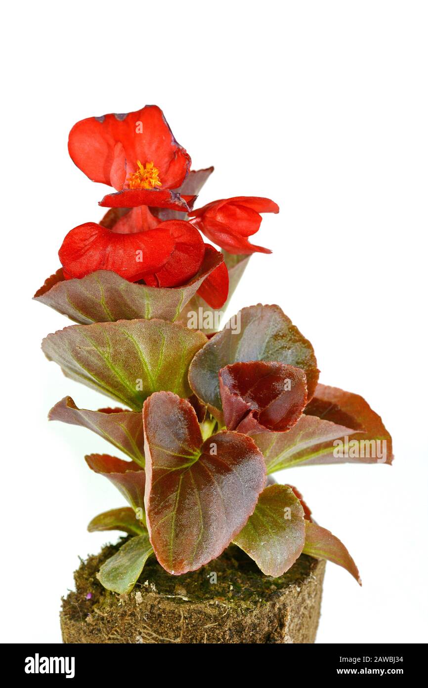 Begonia flower isolated on white background Stock Photo - Alamy