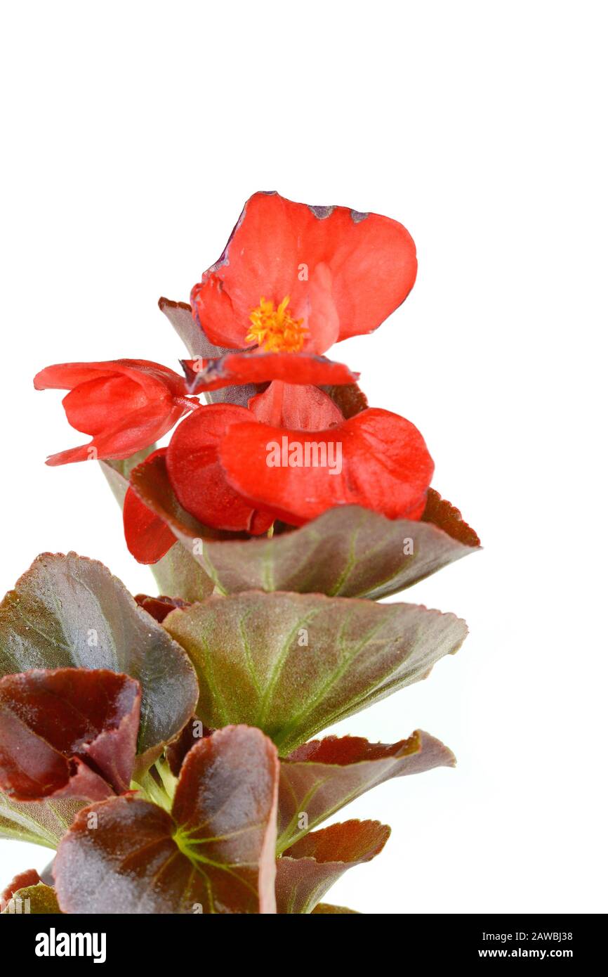 Begonia flower isolated on white background Stock Photo - Alamy