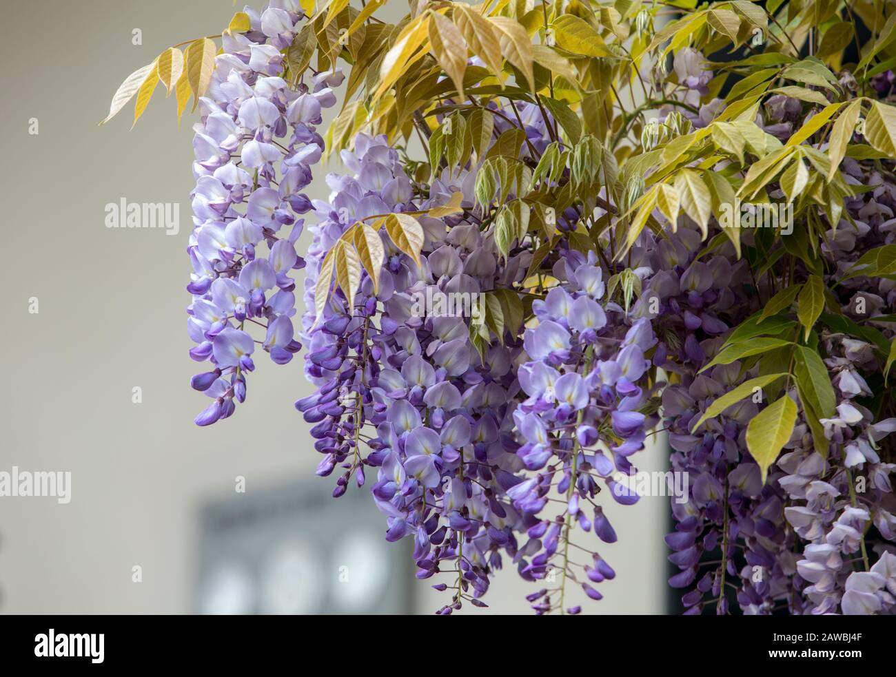 Jacaranda filicifolia hi-res stock photography and images - Alamy