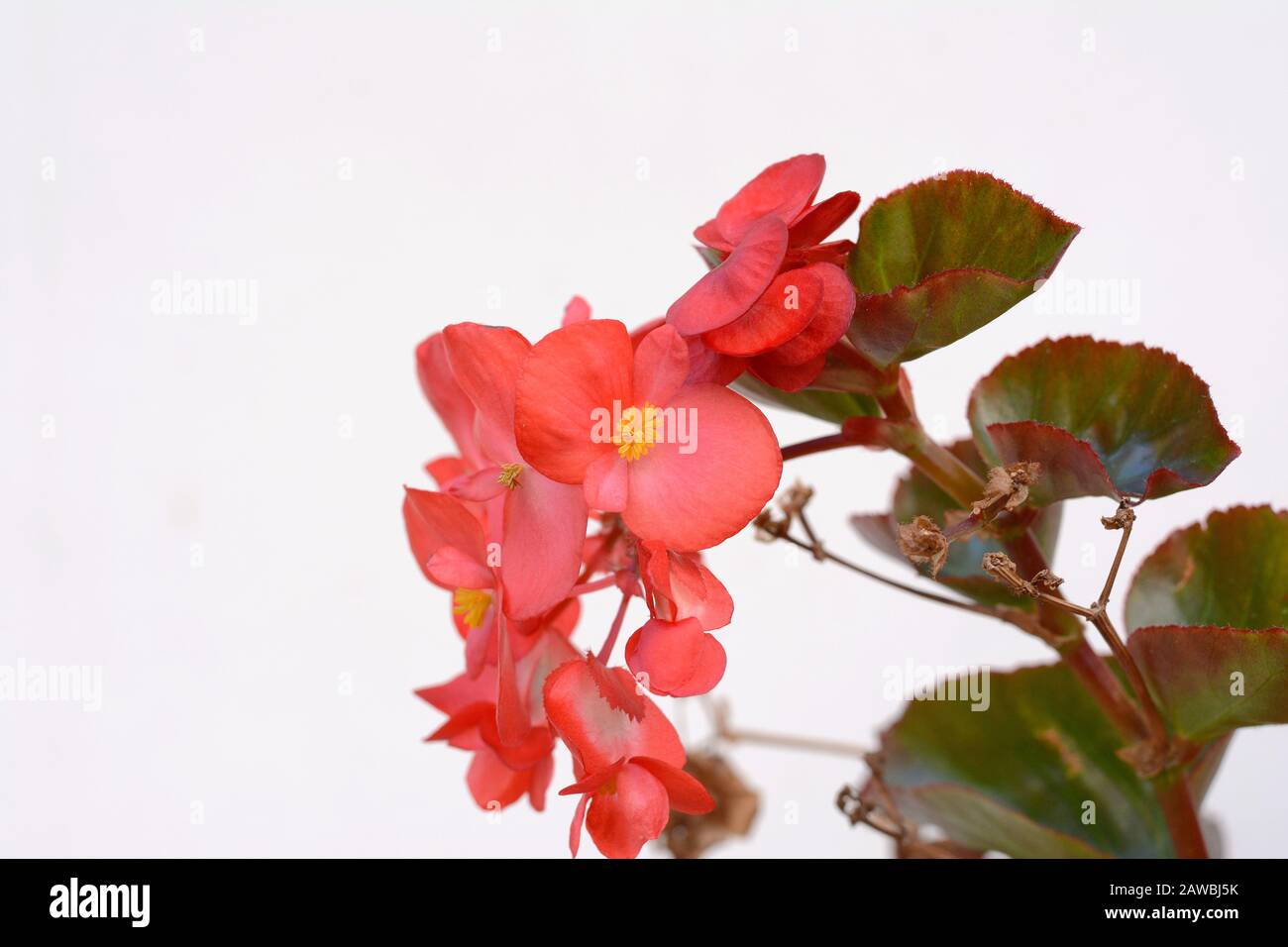 Begonia flower isolated on white background Stock Photo - Alamy