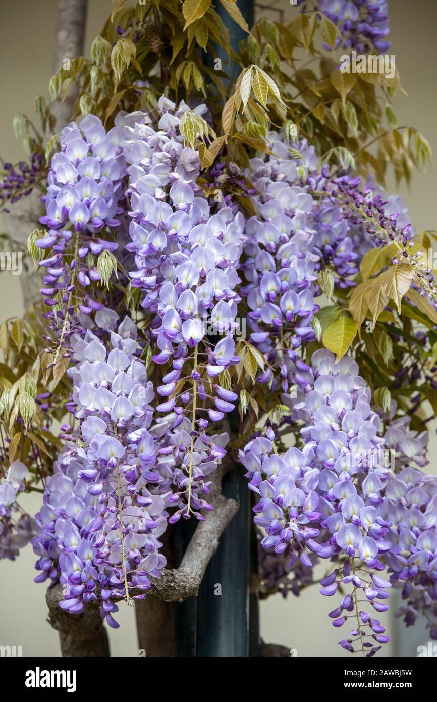 Jacaranda Tree in blossom. Funchal on Madeira Island. Portugal Stock ...