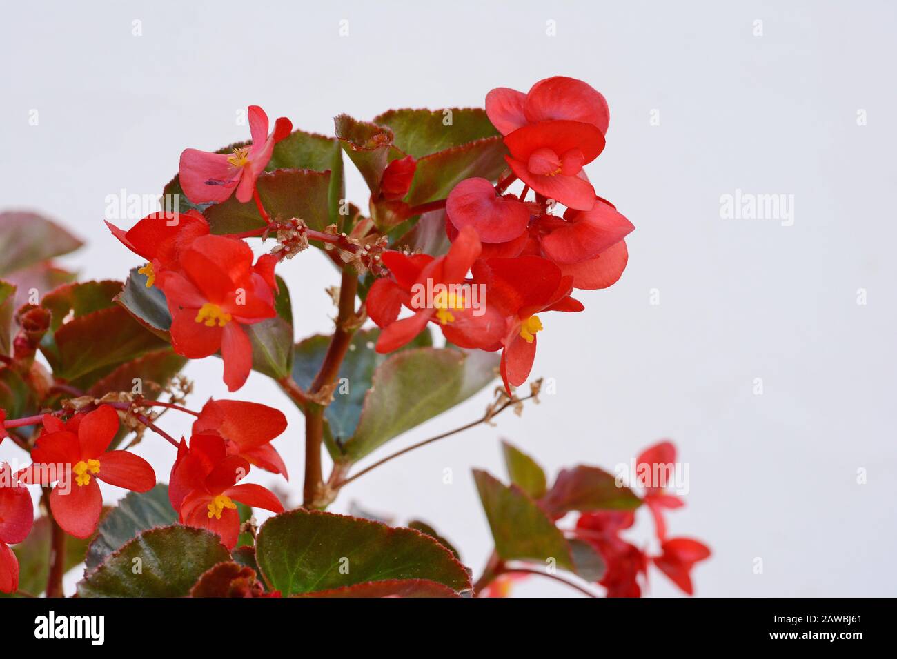 Begonia flower isolated on white background Stock Photo - Alamy