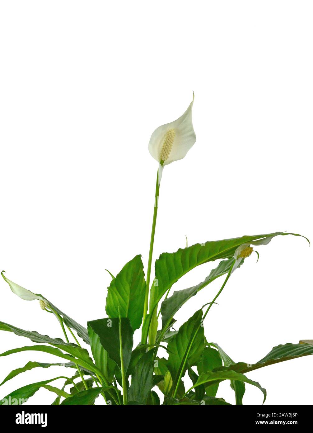 Spathiphyllum is a plant in the family Araceae, native to tropical ...