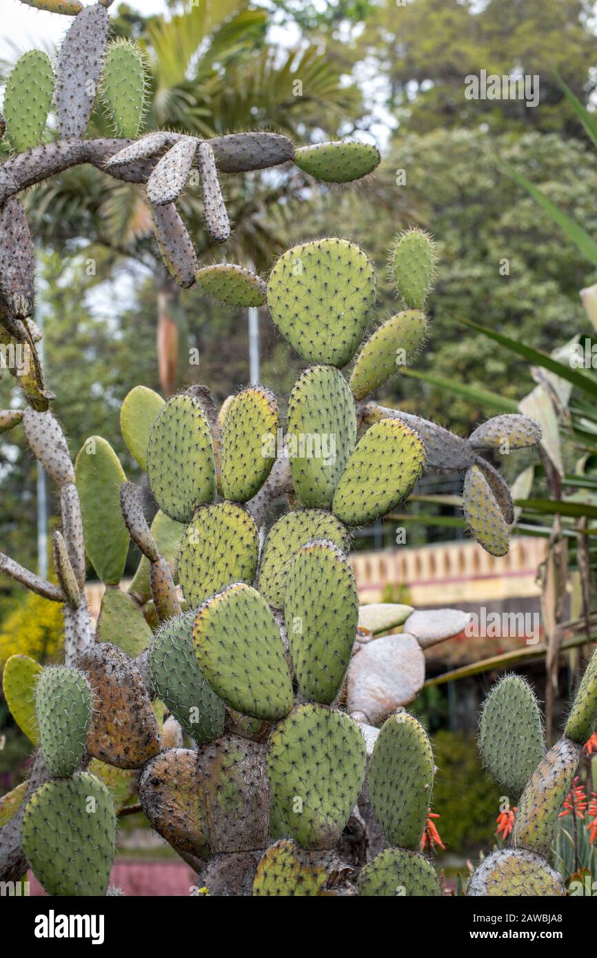 Opuntia vulgaris is a species of cactus that has long been a ...