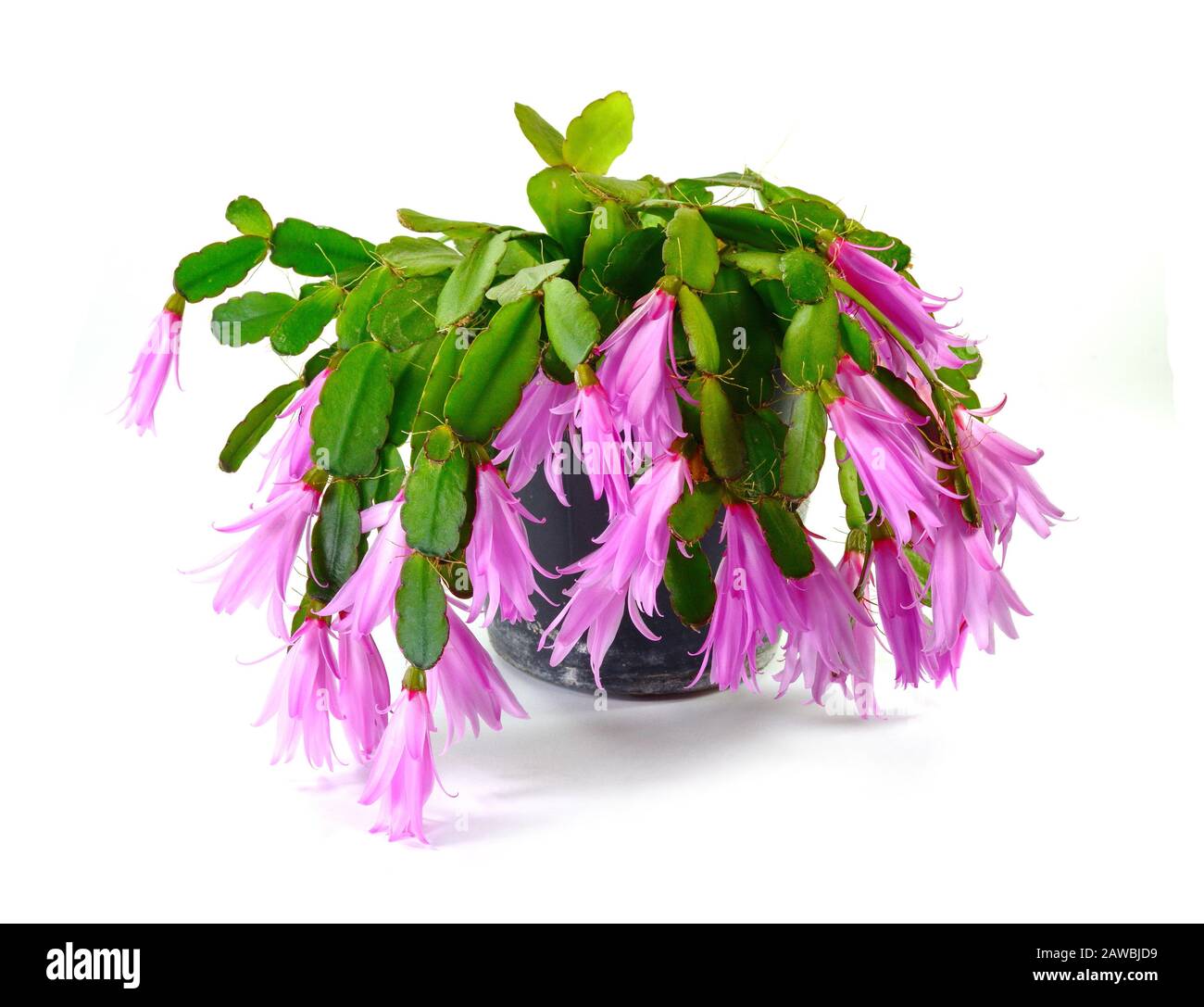 Christmas cactus (Schlumbergera) in pot isolated on white background ...