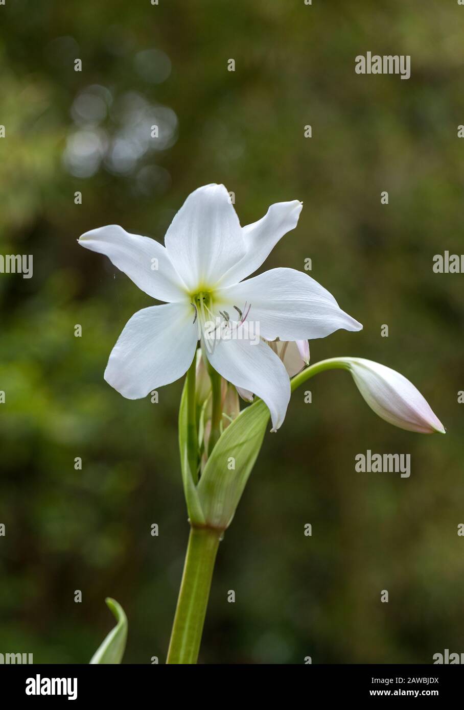 Coelia bella - a species of orchid native to Mexico, Guatemala ...