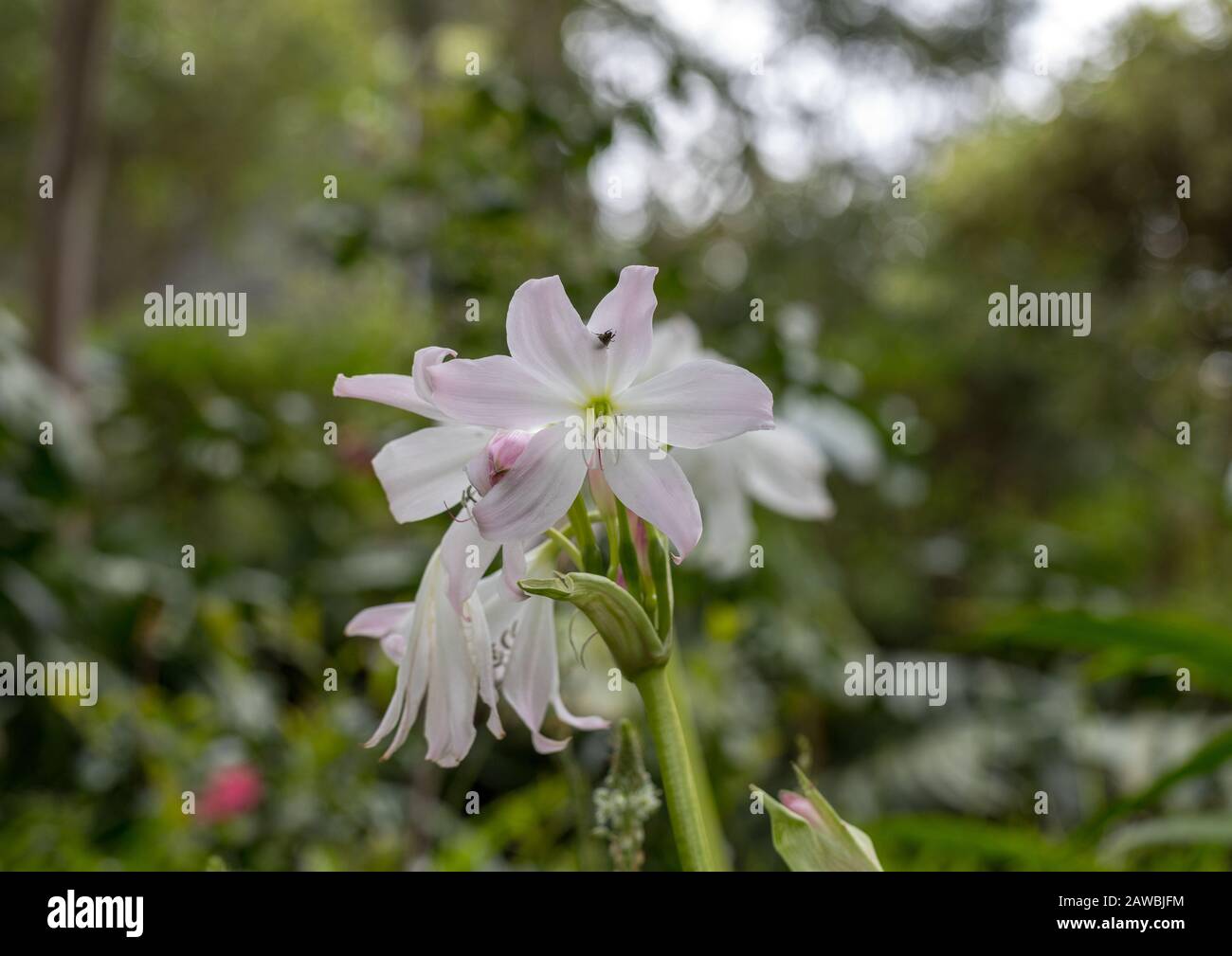 Native Plants Of Honduras
