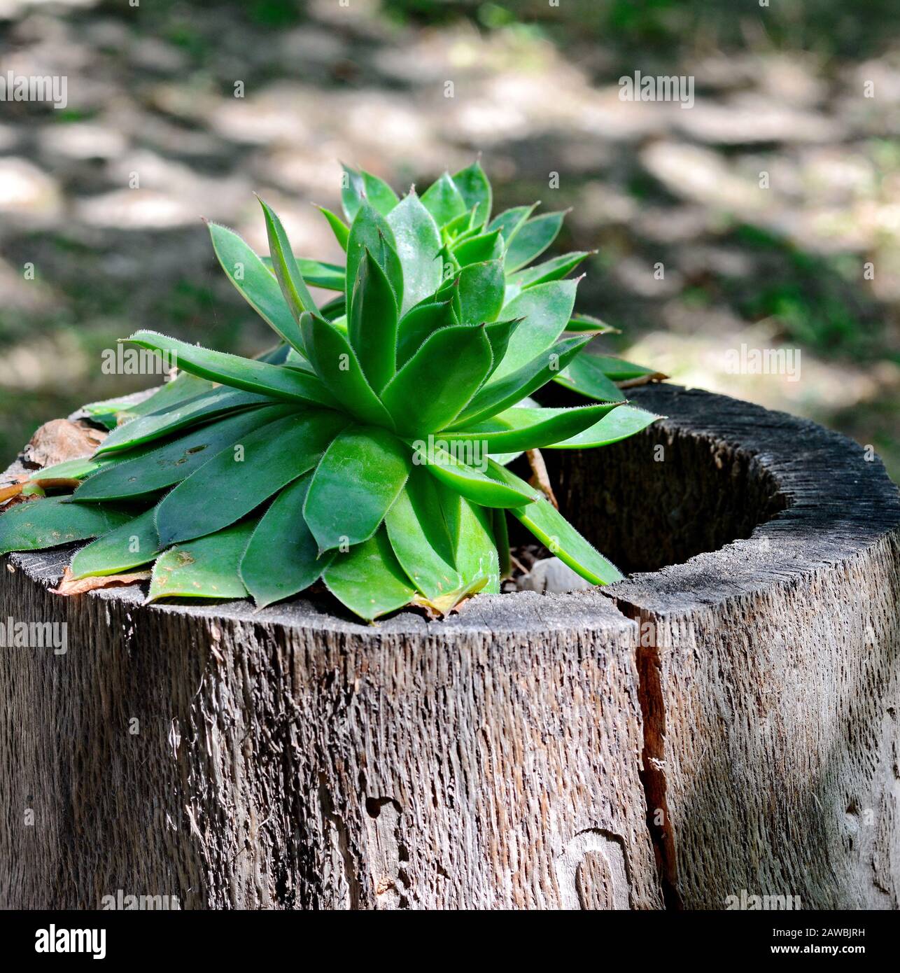 Green succulent plant in a stump Stock Photo - Alamy