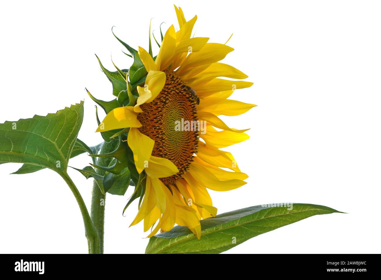 Beautiful light yellow sunflower isolated on white background Stock ...