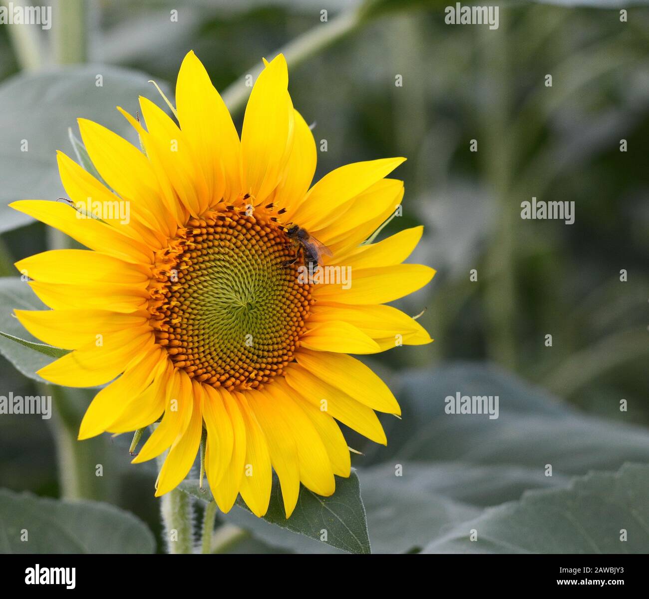 Sunflower field. Panoramic view on sunflower field Stock Photo - Alamy