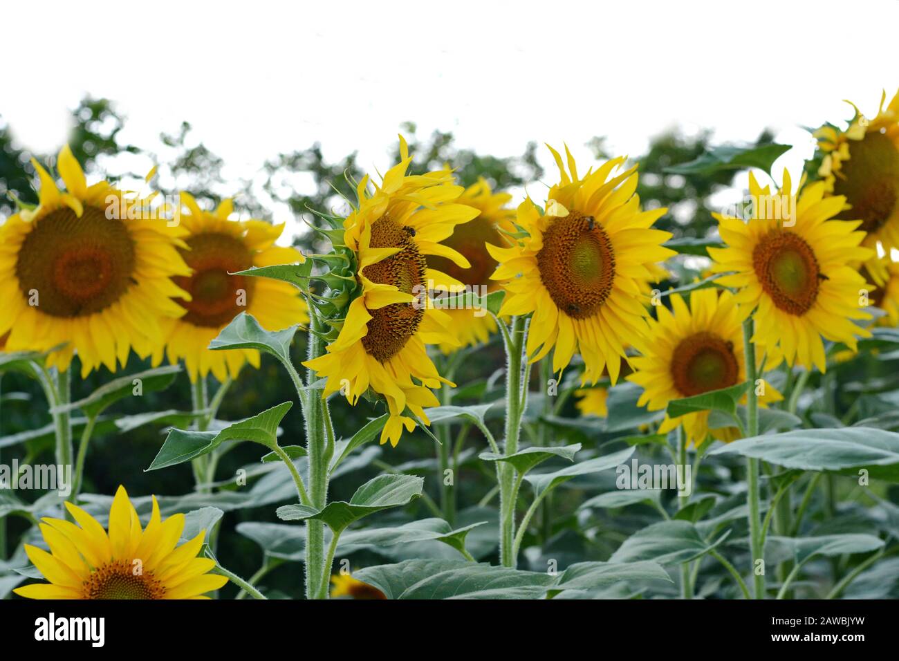 Sunflower field. Panoramic view on sunflower field Stock Photo - Alamy