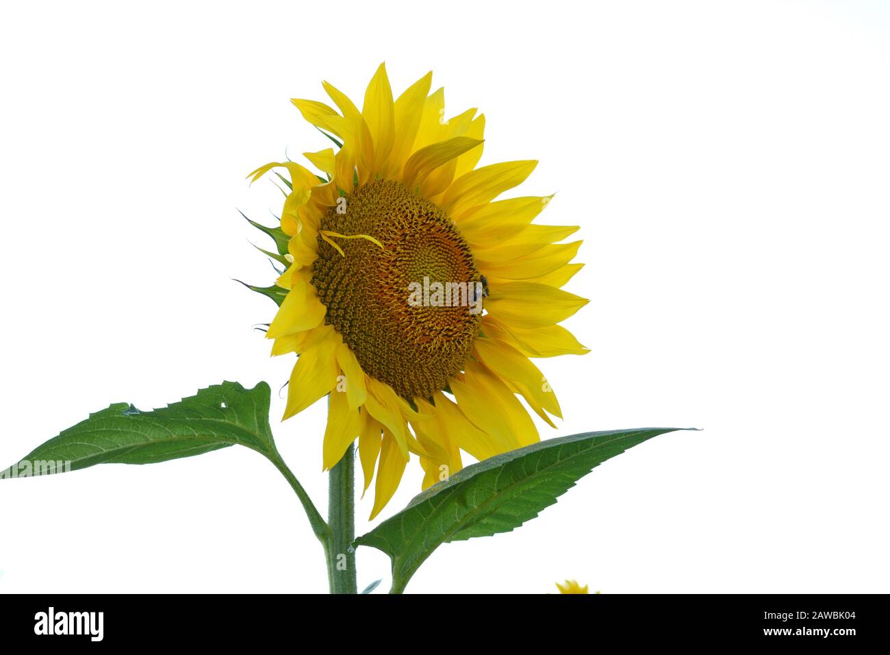 Beautiful light yellow sunflower isolated on white background Stock ...