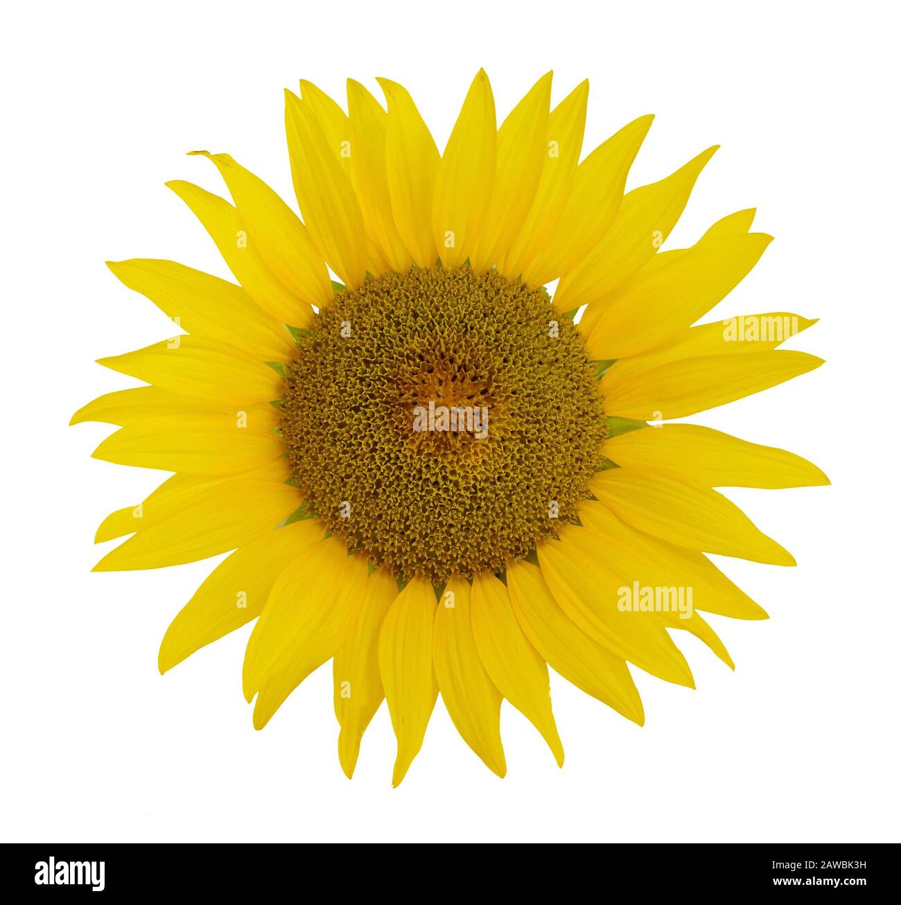 Beautiful light yellow sunflower isolated on white background Stock ...