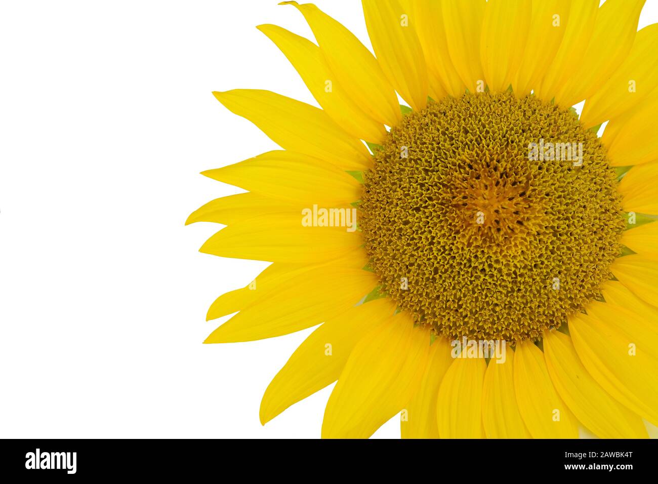 Beautiful light yellow sunflower isolated on white background Stock ...