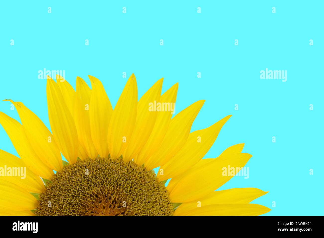 Beautiful light yellow sunflower isolated Stock Photo - Alamy