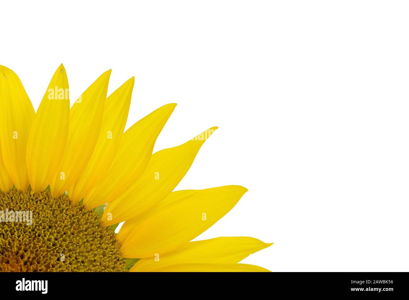 Beautiful light yellow sunflower isolated on white background Stock ...