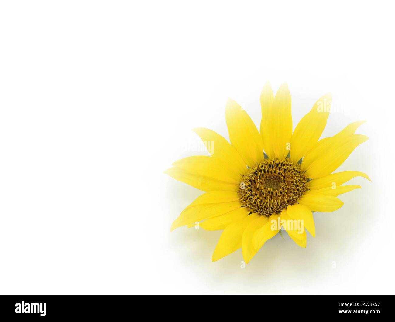 Beautiful light yellow sunflower isolated on white background Stock ...