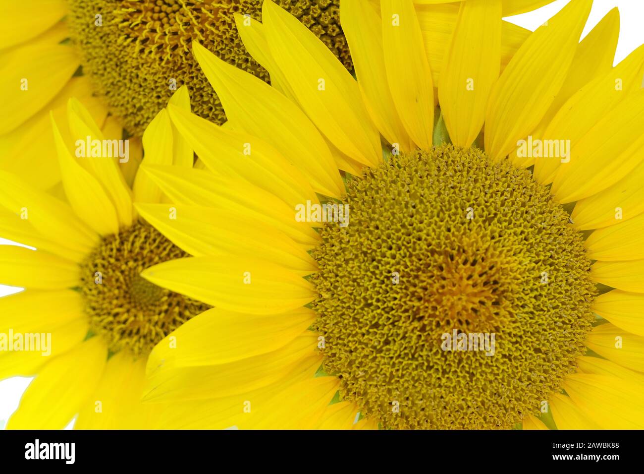 Beautiful light yellow sunflower isolated on white background Stock ...