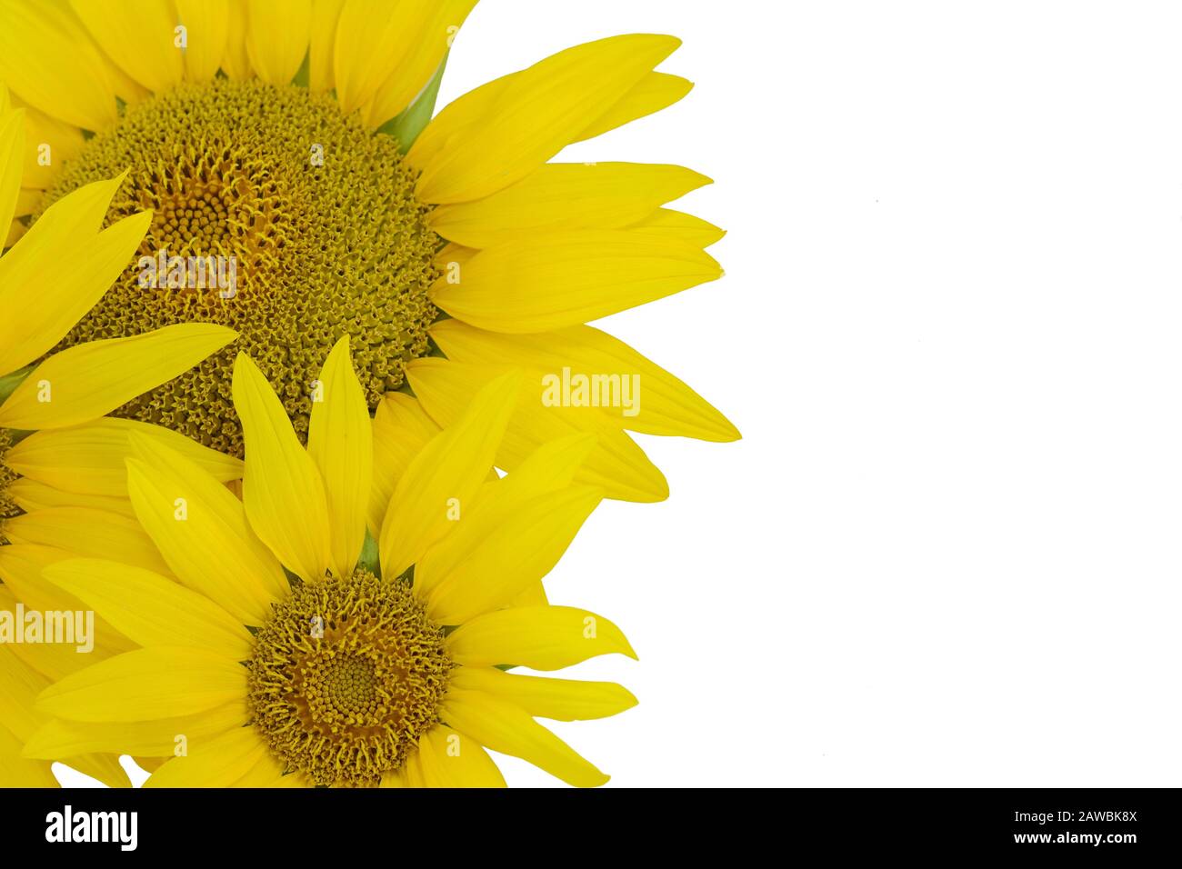 Beautiful light yellow sunflower isolated on white background Stock ...