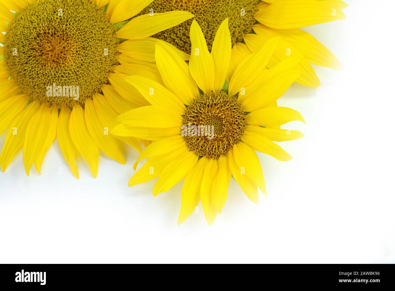 Beautiful light yellow sunflower isolated on white background Stock ...