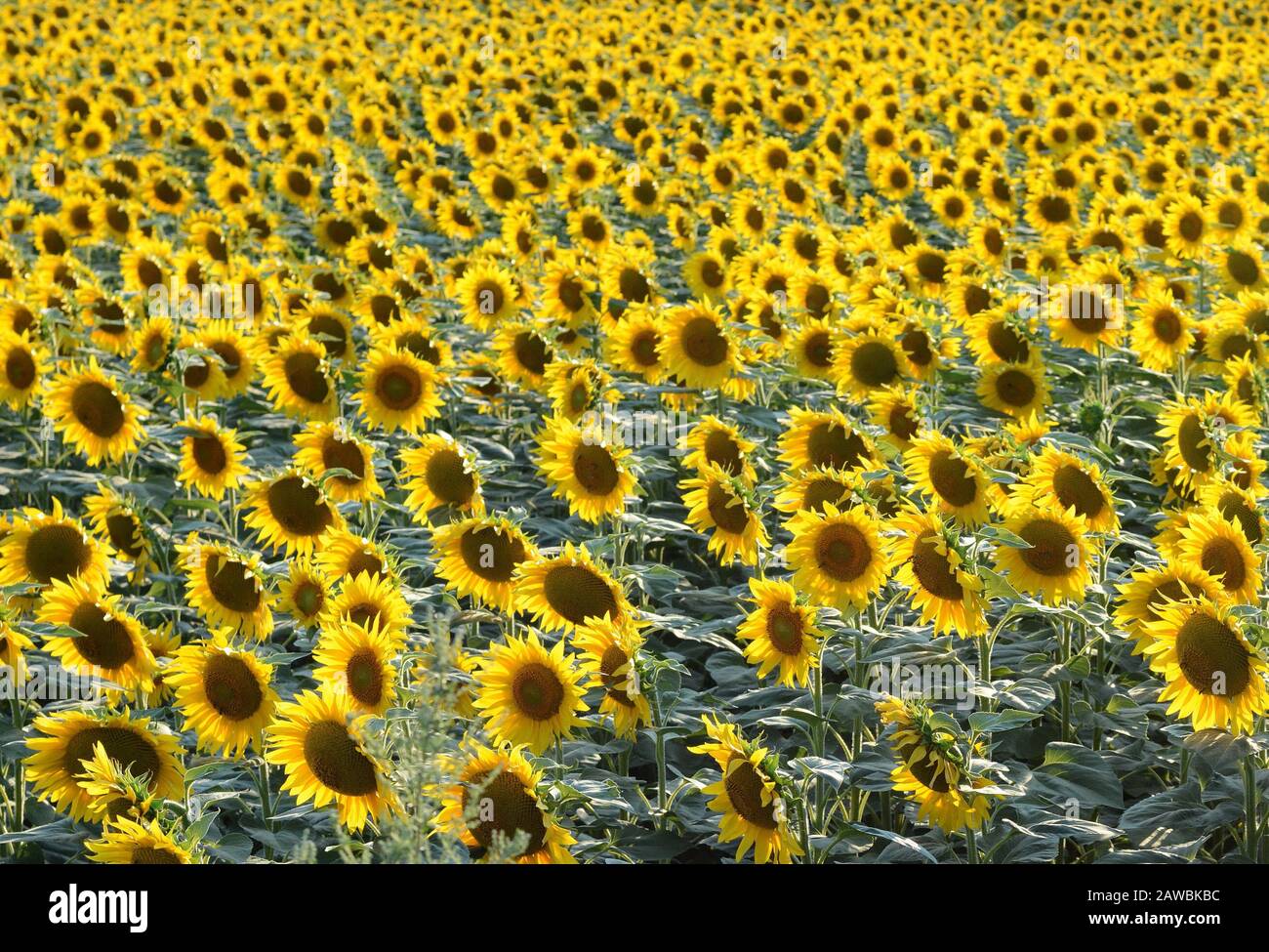Sunflower field. Panoramic view on sunflower field Stock Photo - Alamy