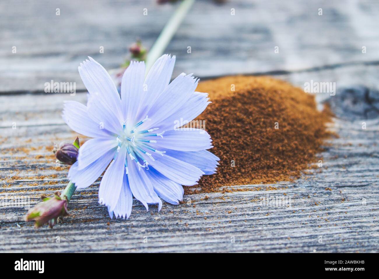 Blue chicory flower and a pile of instant chicory powder on an old ...