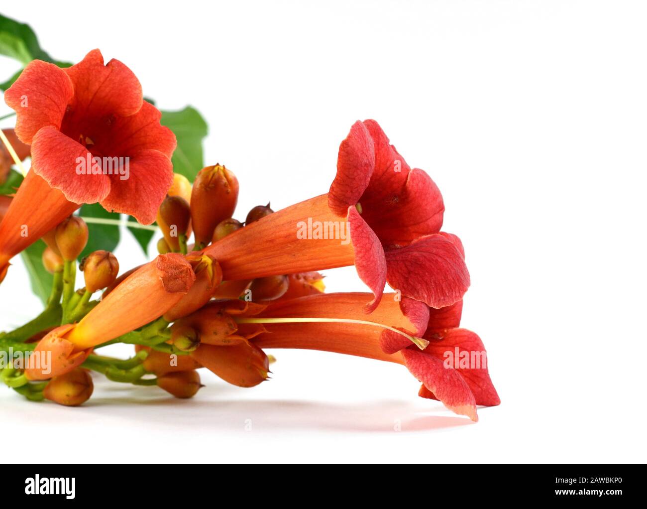 Red flowers of trumpet creeper climber vine - Campsis radicans isolated ...