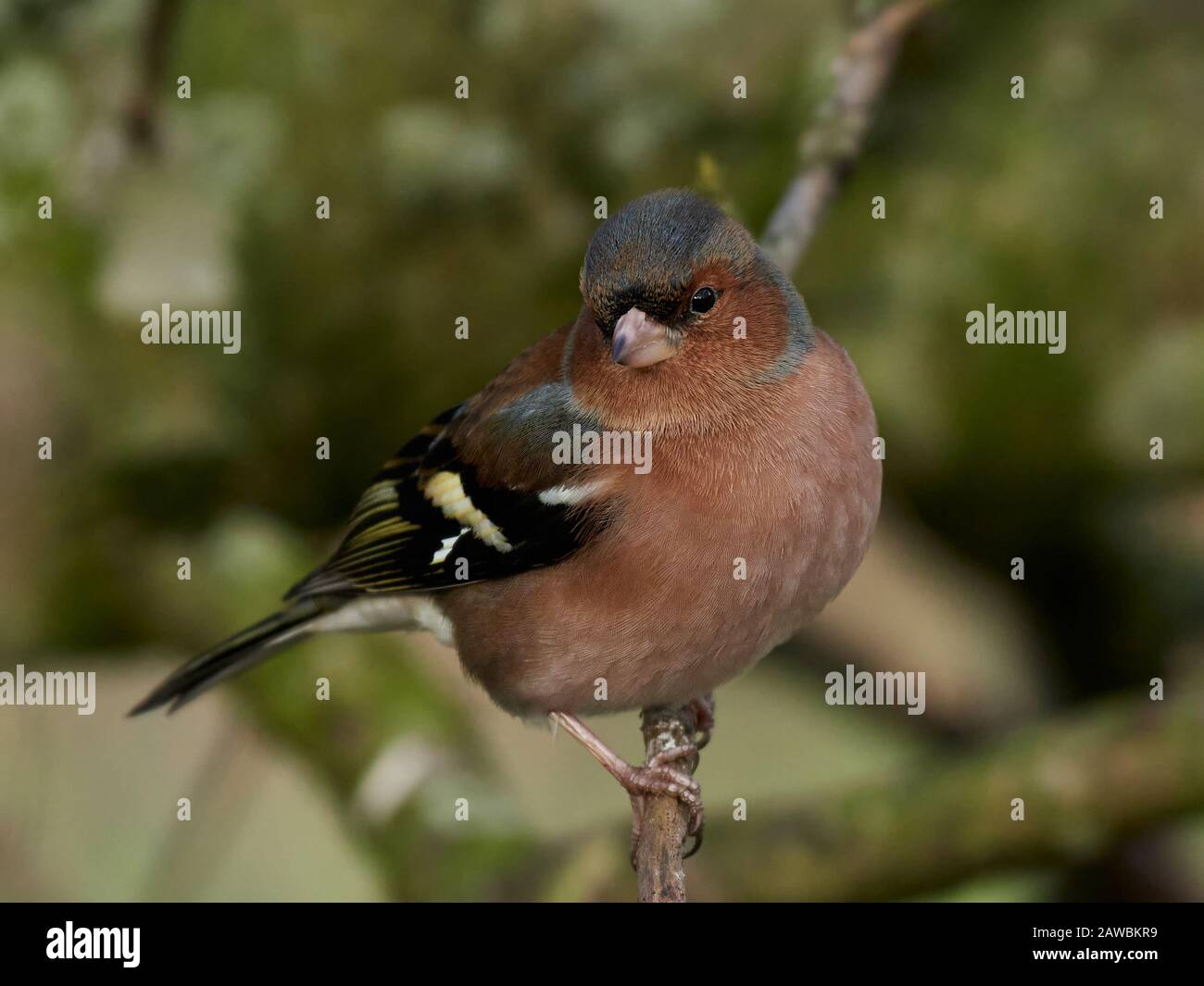 Common chaffinch in its natural habitat in Denmark Stock Photo - Alamy