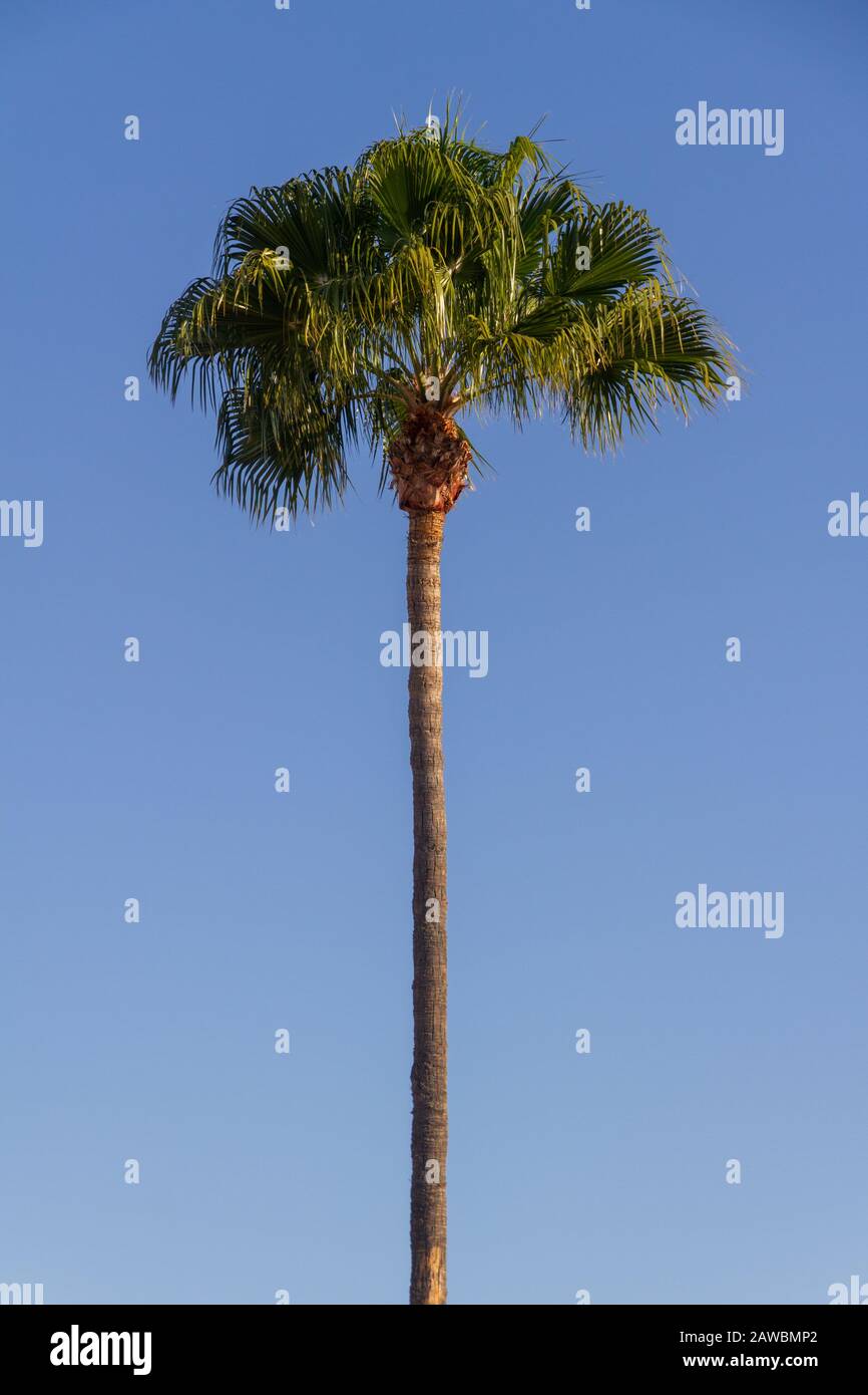 Slender palm tree hi-res stock photography and images - Alamy