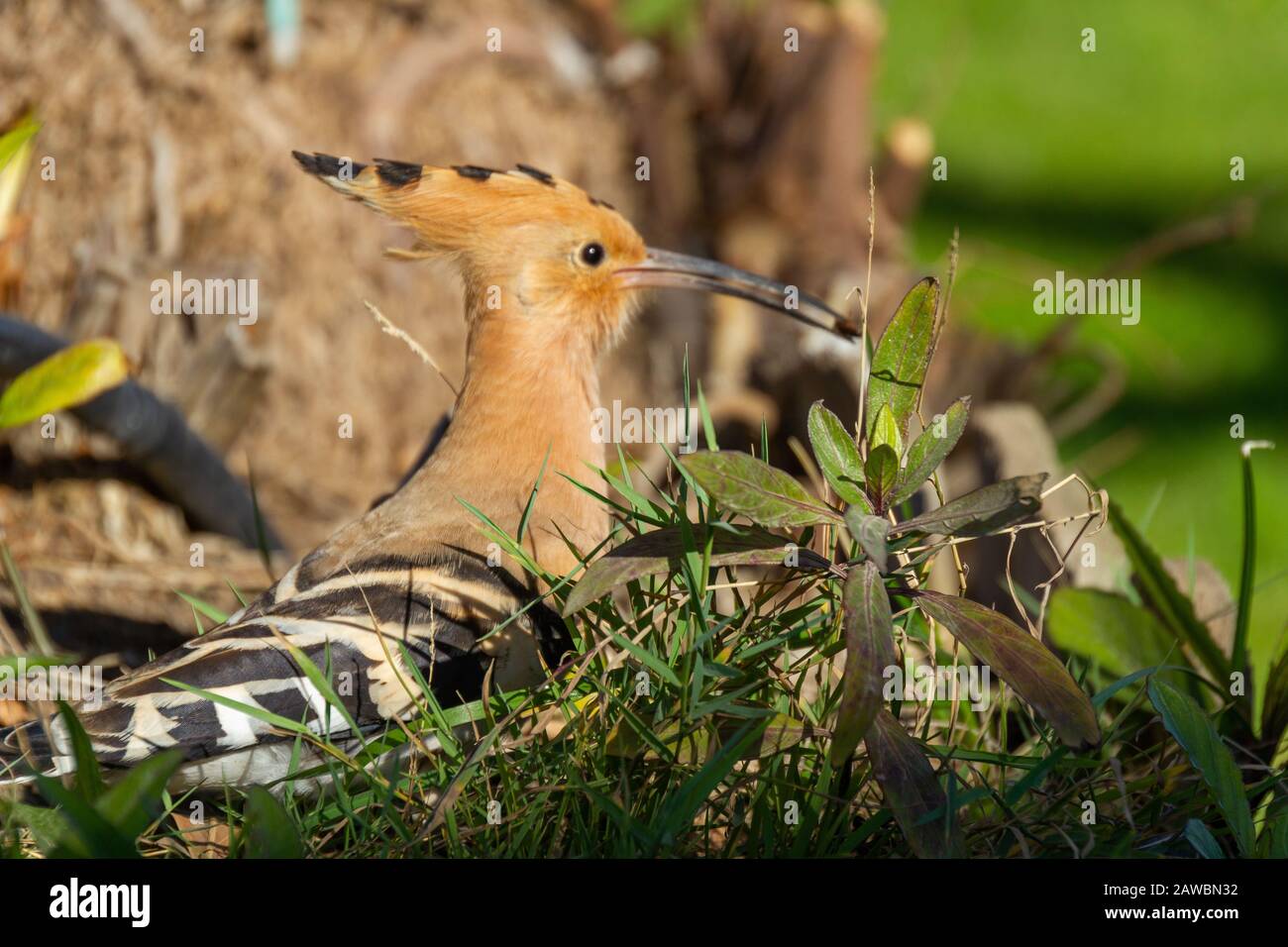 Cute hoopoe hi-res stock photography and images - Alamy