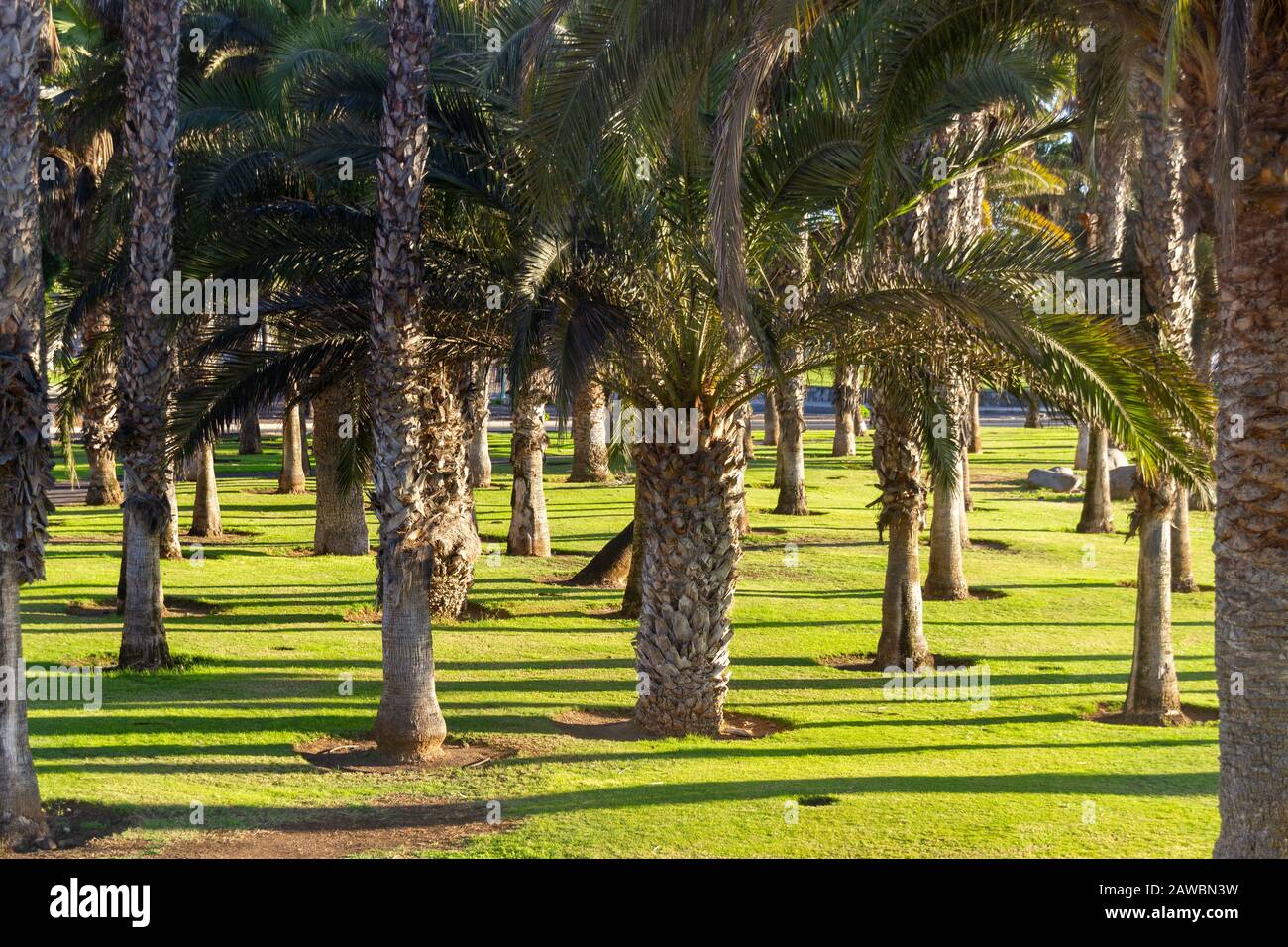 Palm trees garden grass hi-res stock photography and images - Alamy