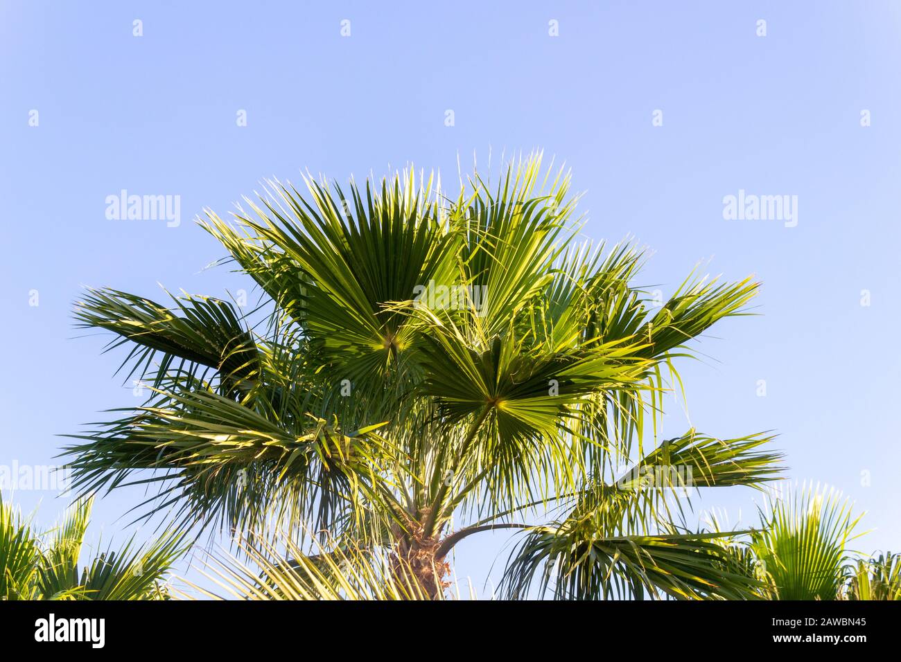 The top of a palm tree hi-res stock photography and images - Alamy