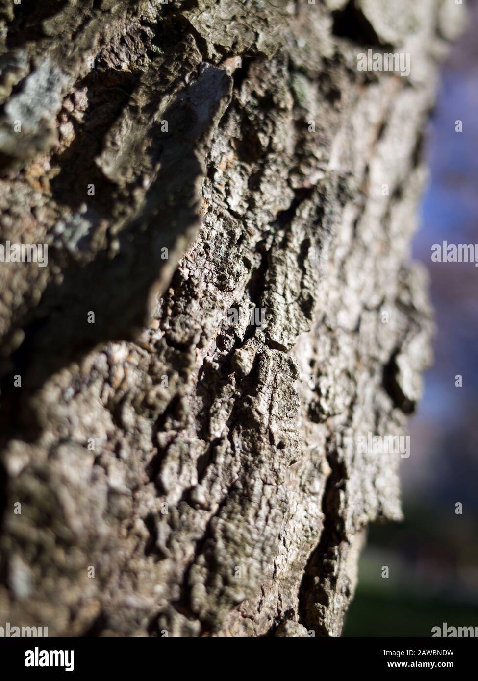 a collection of photos showing the detail world of nature Stock Photo ...