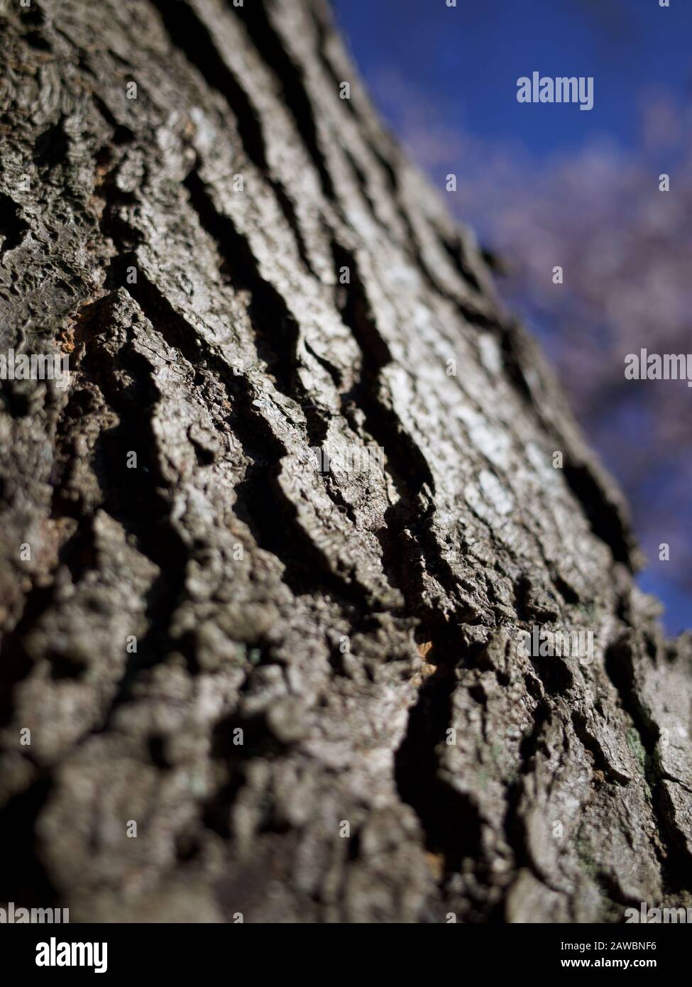 a collection of photos showing the detail world of nature Stock Photo ...