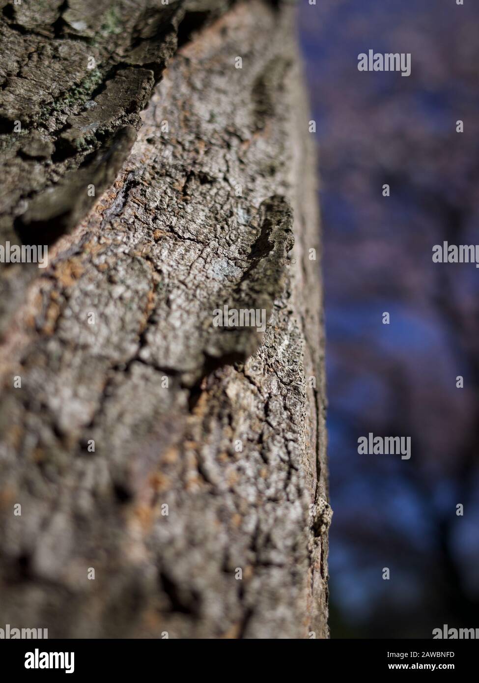 a collection of photos showing the detail world of nature Stock Photo ...
