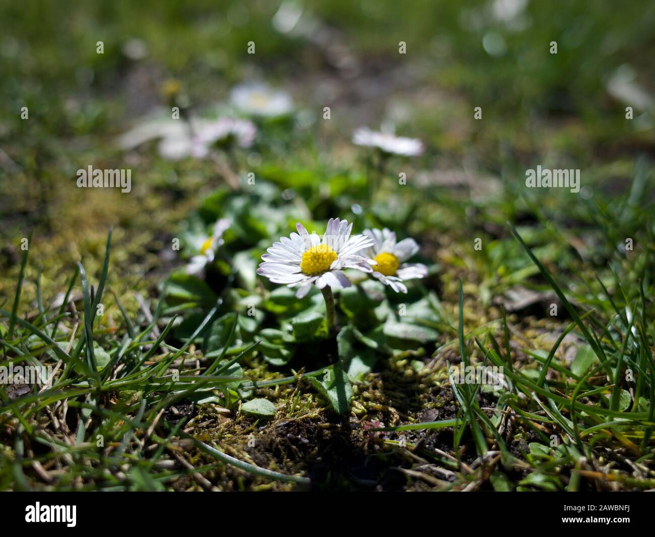 a collection of photos showing the detail world of nature Stock Photo ...