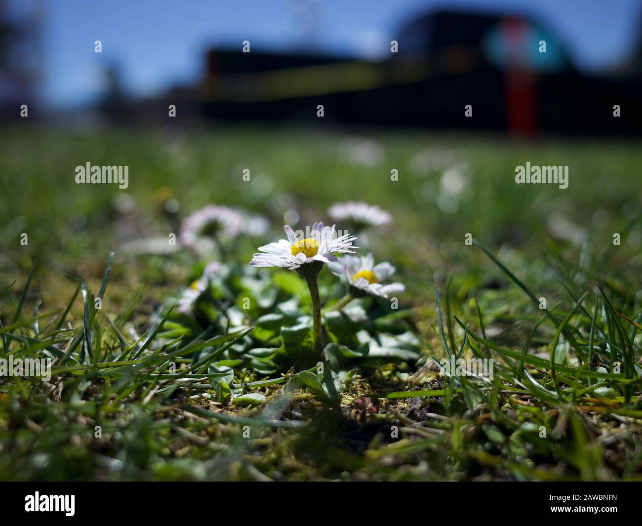 a collection of photos showing the detail world of nature Stock Photo ...