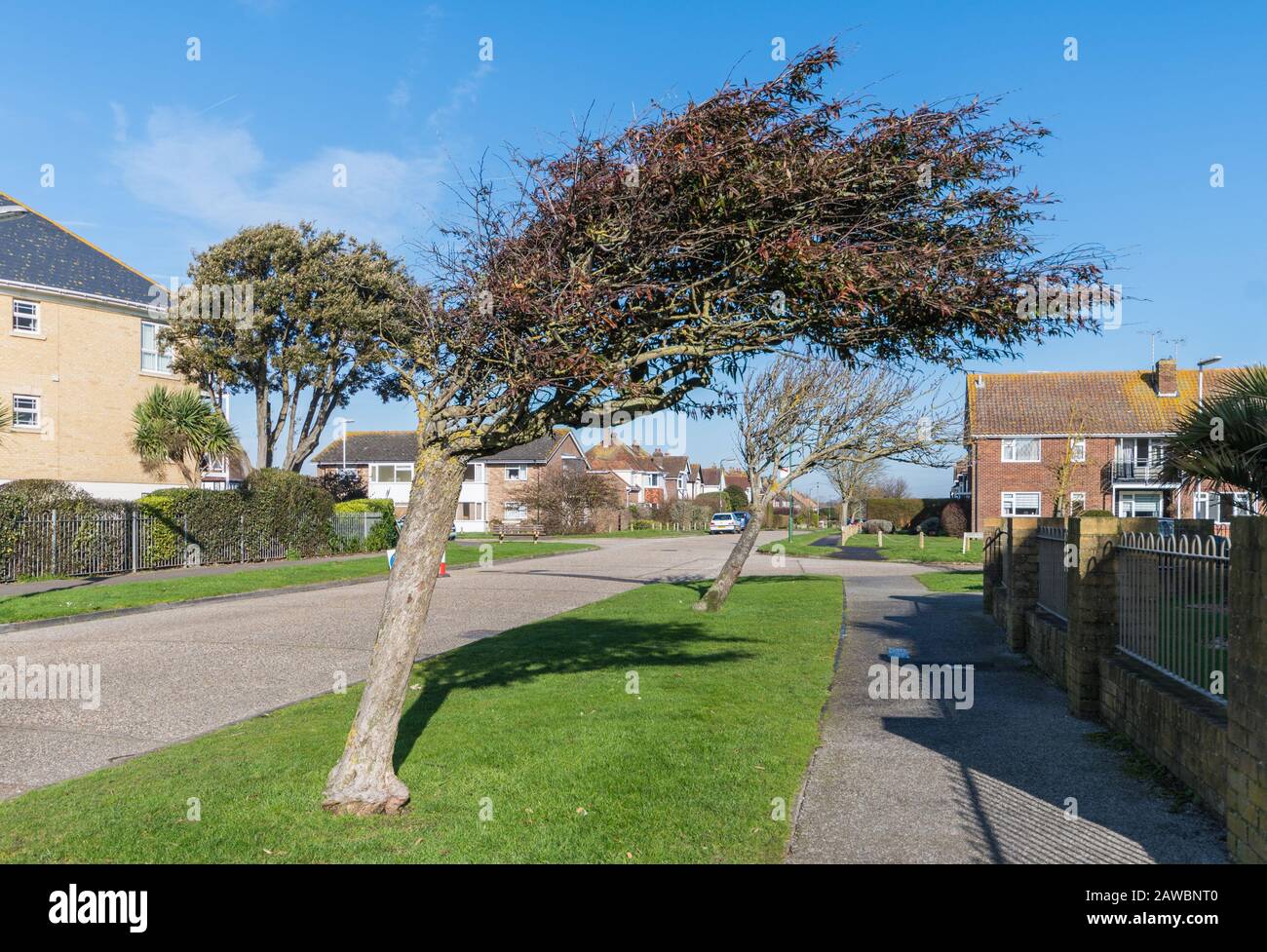 Tree leaning. Small leaning tree due to regular high winds, in the UK ...
