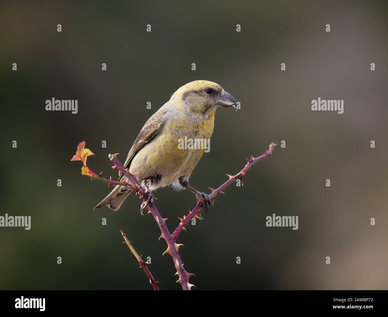 Female crossbill uk hi-res stock photography and images - Alamy