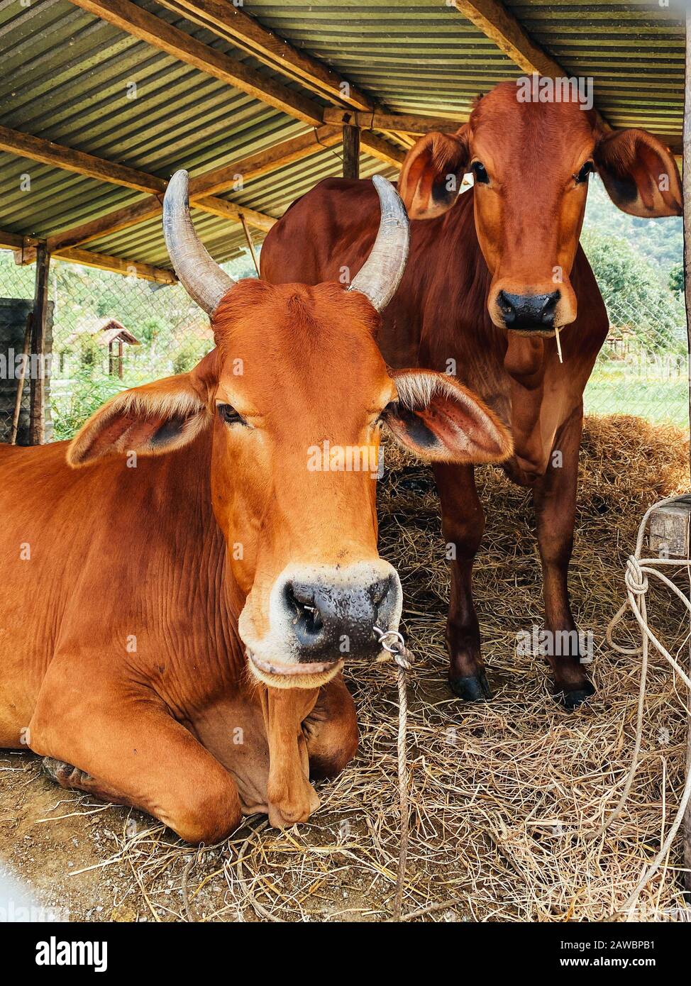 Indian cow grass hi-res stock photography and images - Alamy