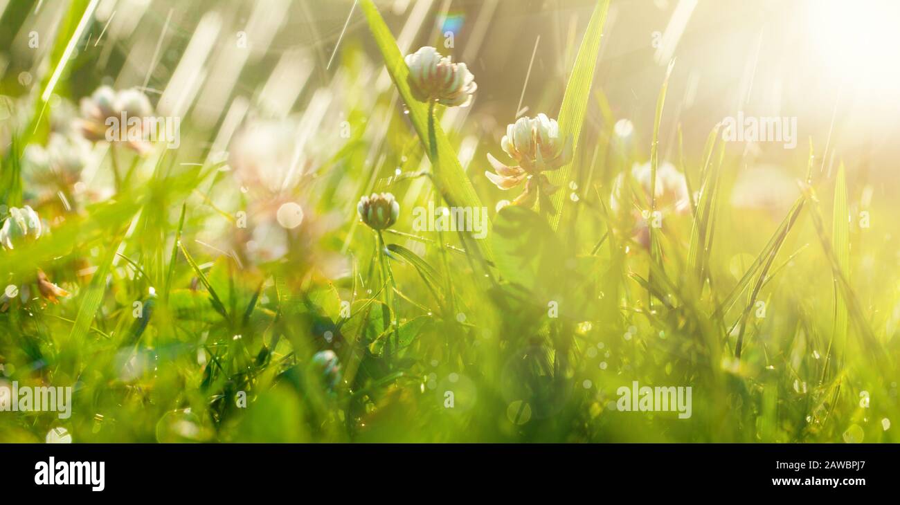 Art Spring Natural Green Background, Clover Flowers after rain Stock ...